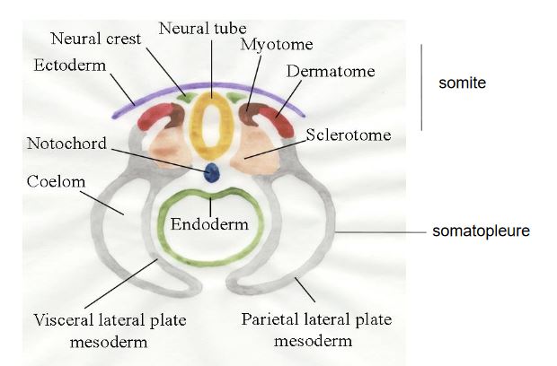 Les Gnathostomes - Cours de Licence 3